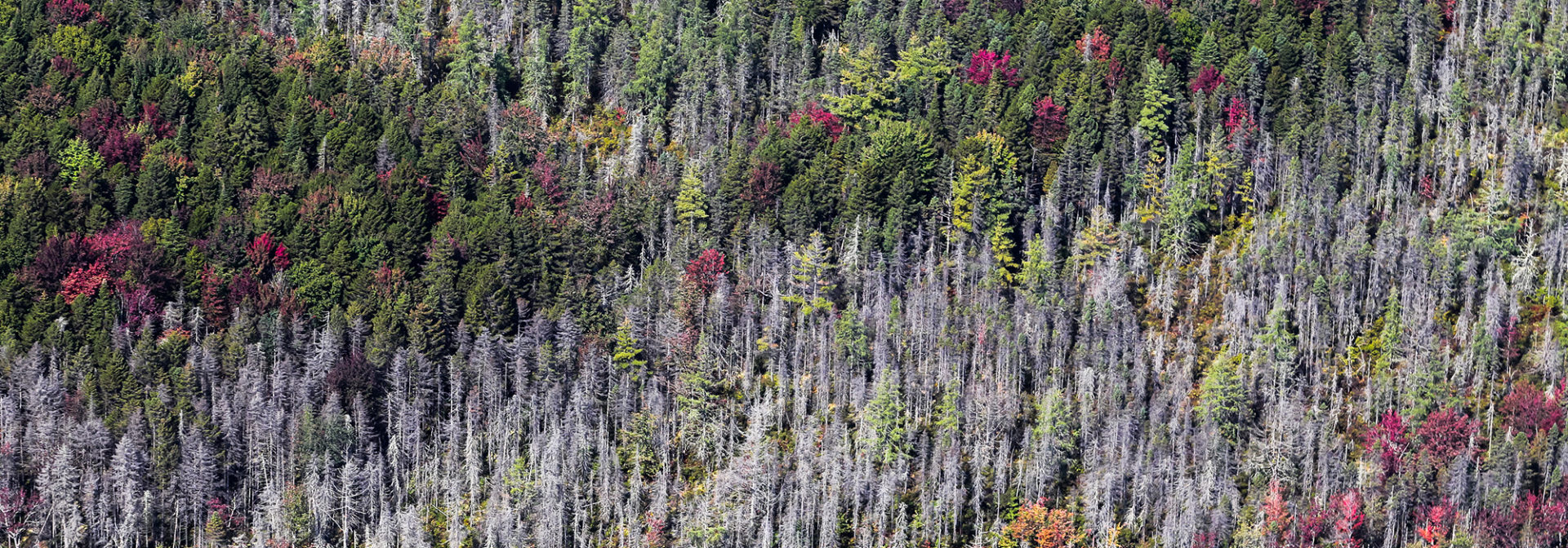 Plant trees, but remember: nature is more than a carbon sink